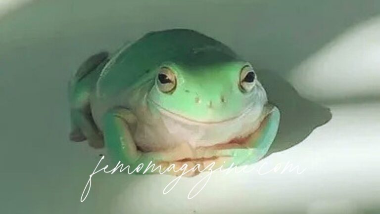 Frog Names: 350+ Cute And Funny - Femo Magazine