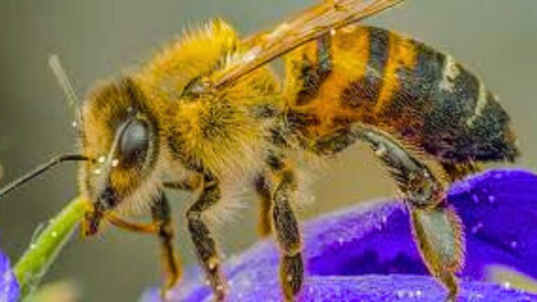Bee Names 350 Cute And Catchy Femo Magazine